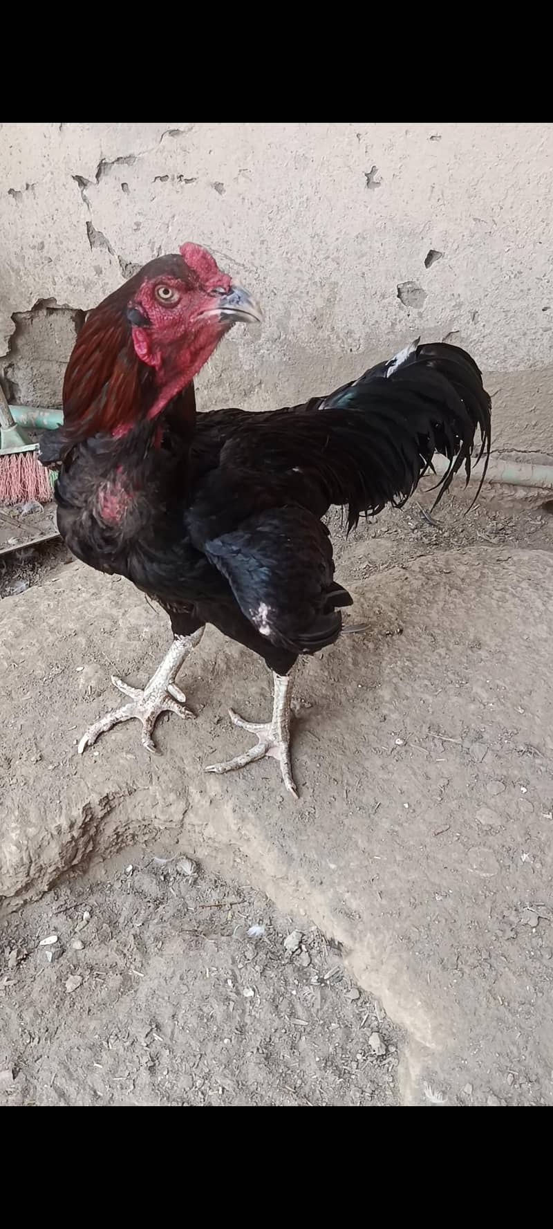 barma male thai female cross - Hens - 1115729860
