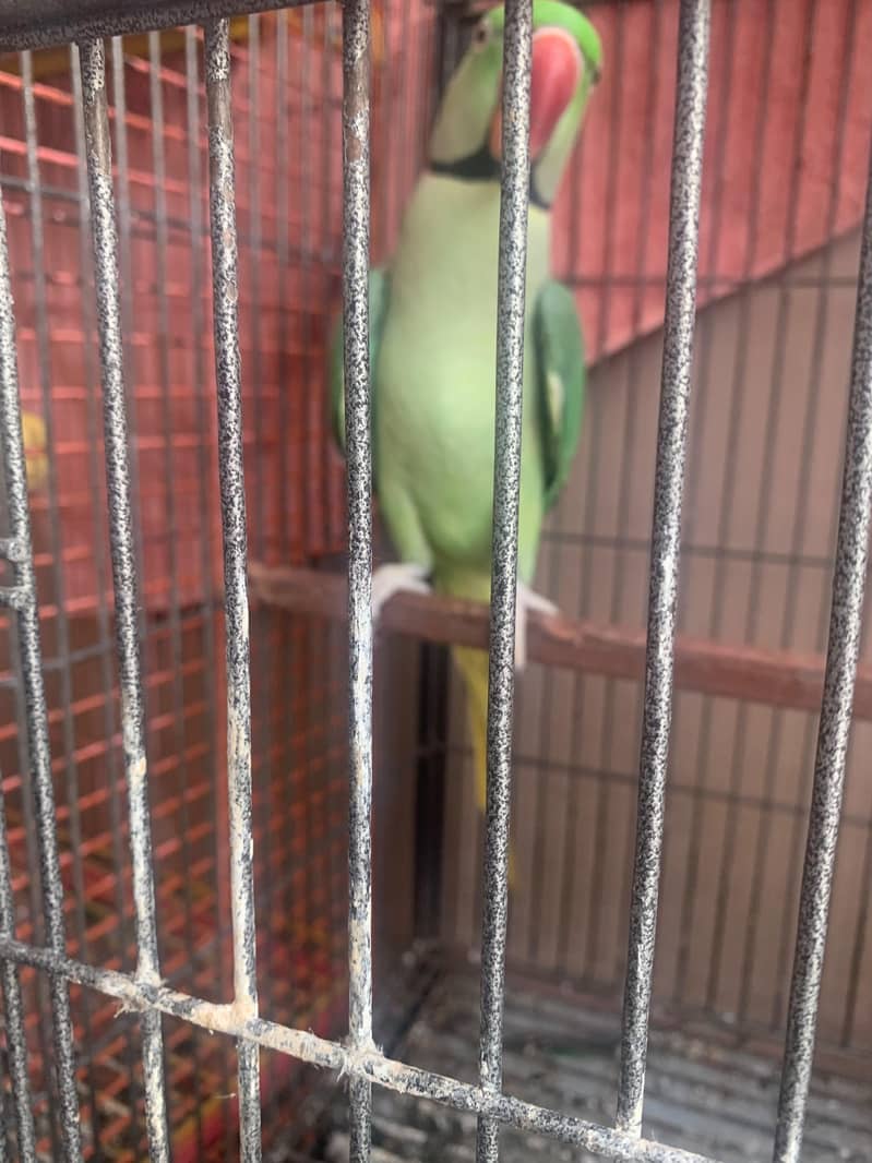 Two kasmiri male talking males - Parrots - 1115732564