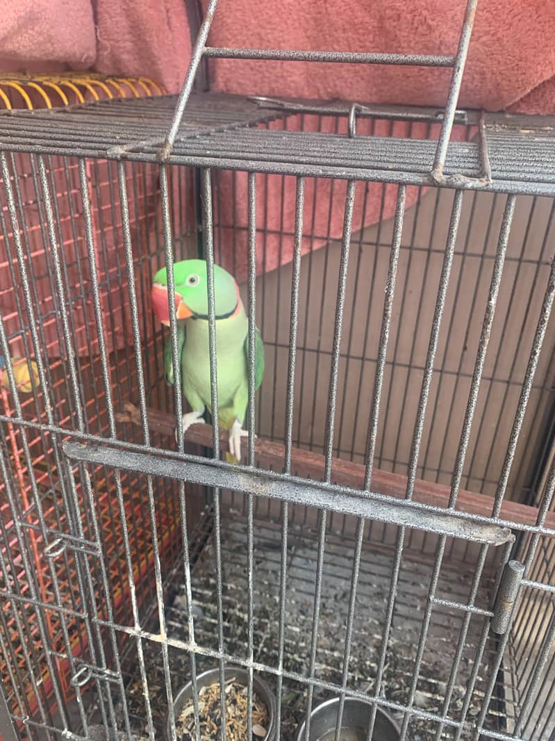 Two kasmiri male talking males - Parrots - 1115732564