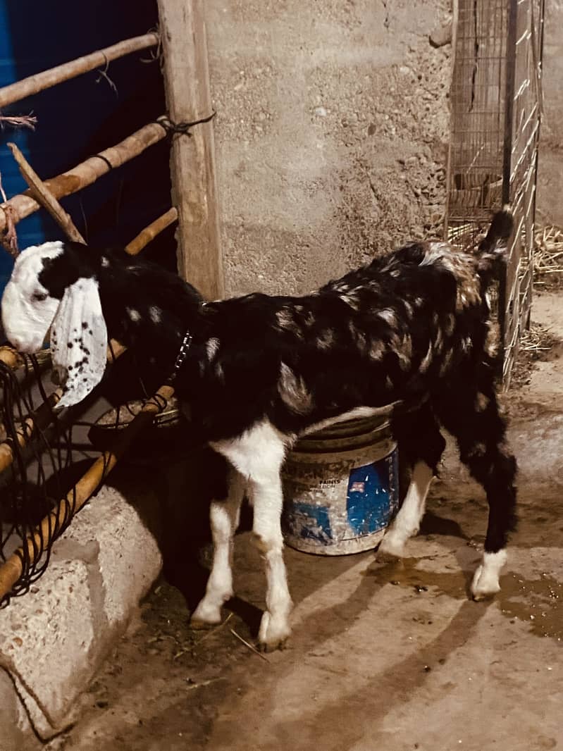 Bakra 03121077207 - Goats - 1115732676
