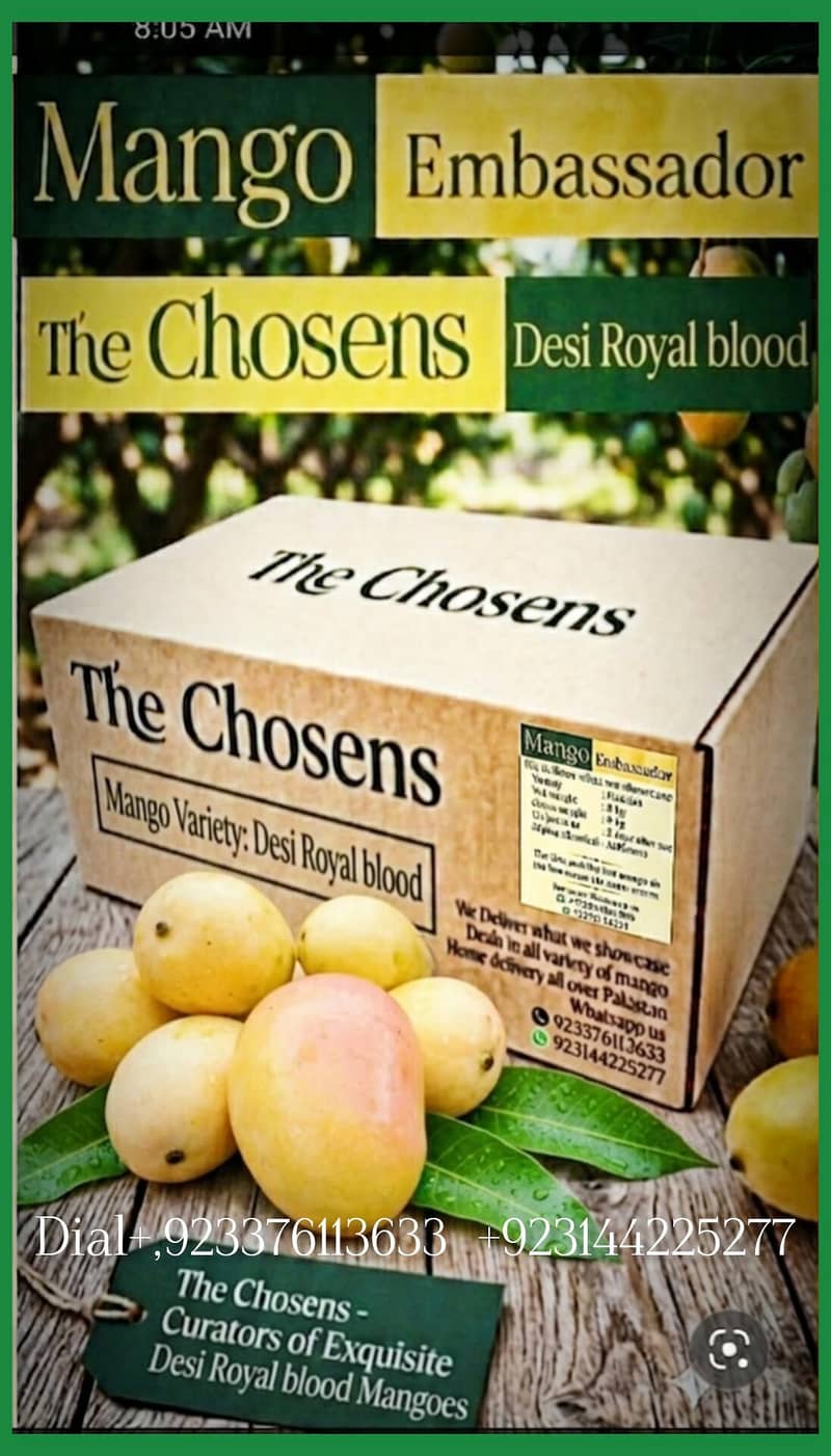 premium quality mango - Farm & Fresh Food - 1115735718