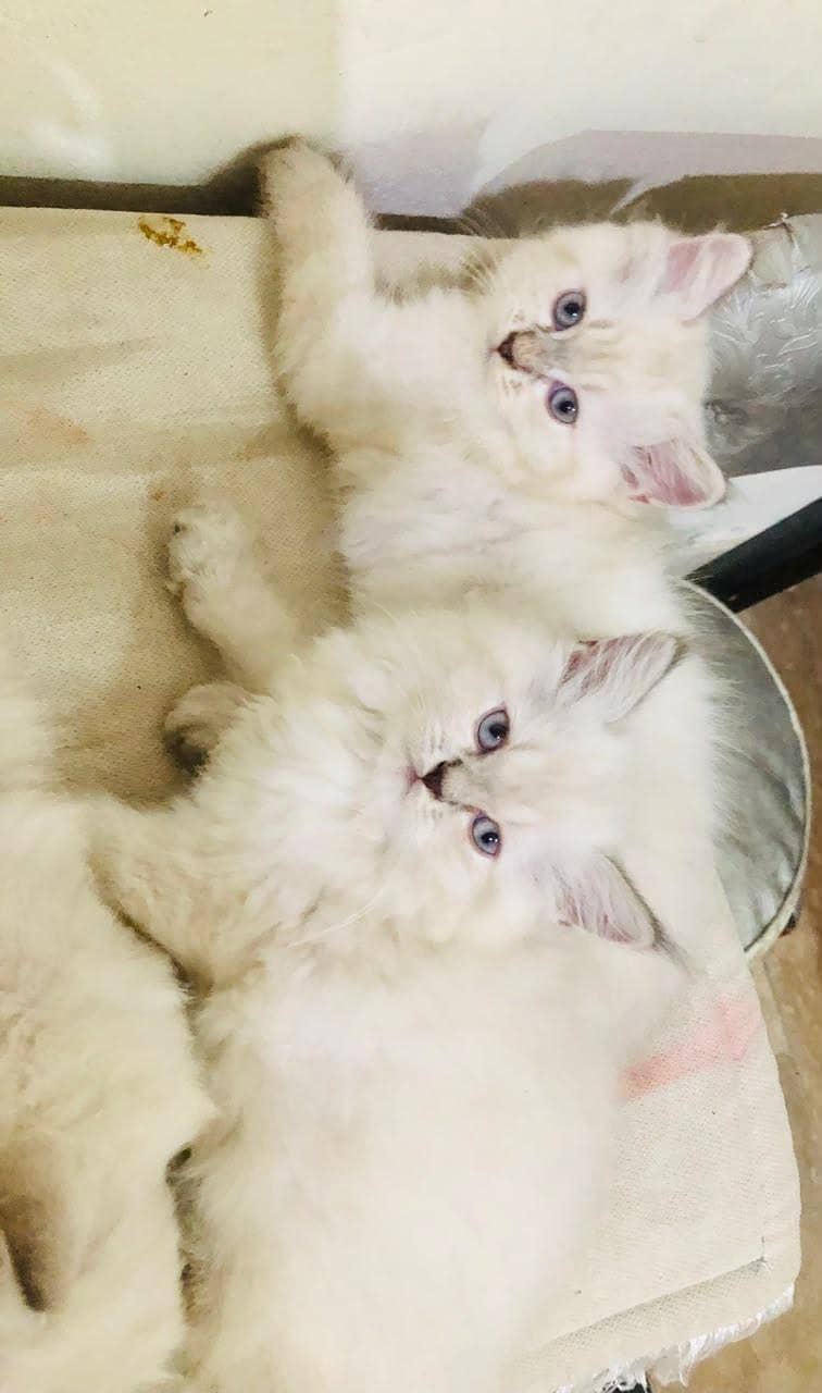 Persian kittens triple coat three male one female - Cats - 1115736159