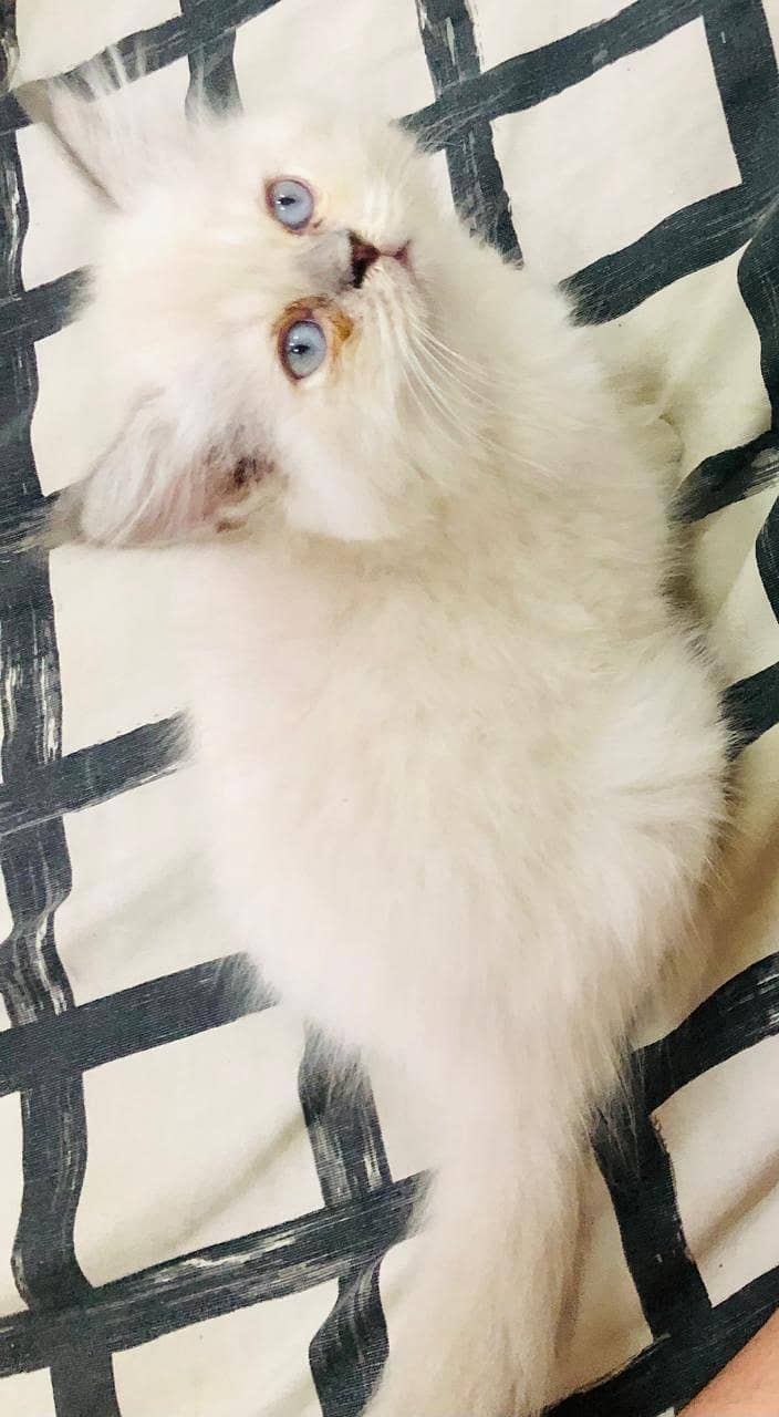 Persian kittens triple coat three male one female - Cats - 1115736159