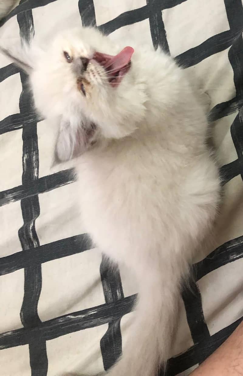 Persian kittens triple coat three male one female - Cats - 1115736159