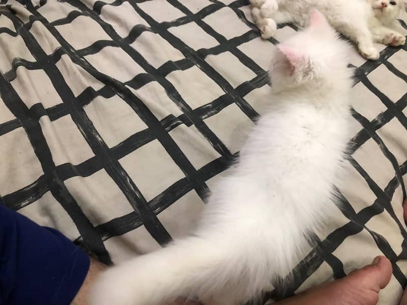 Persian kittens triple coat three male one female - Cats - 1115736159