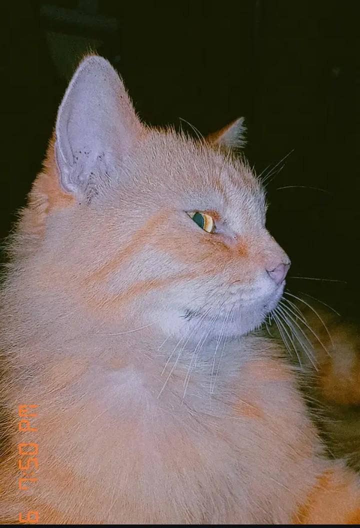 Bre Breed == Persian Cat Breed == Persian Cat Breed == Persian Cat ...