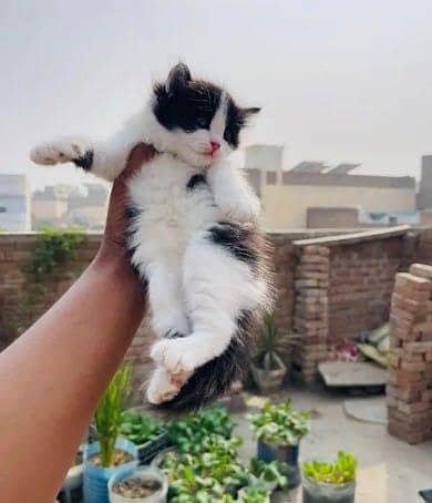 Persian cat for sale male or female my WhatsApp3358568525 - Cats ...