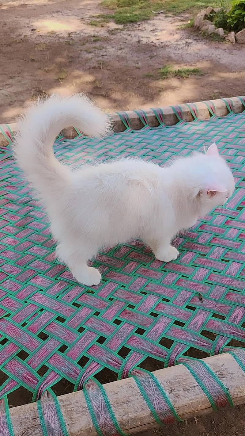 Persian Cat | Kitten | Persian Kitten | Triple Coated | Cats For Sale ...