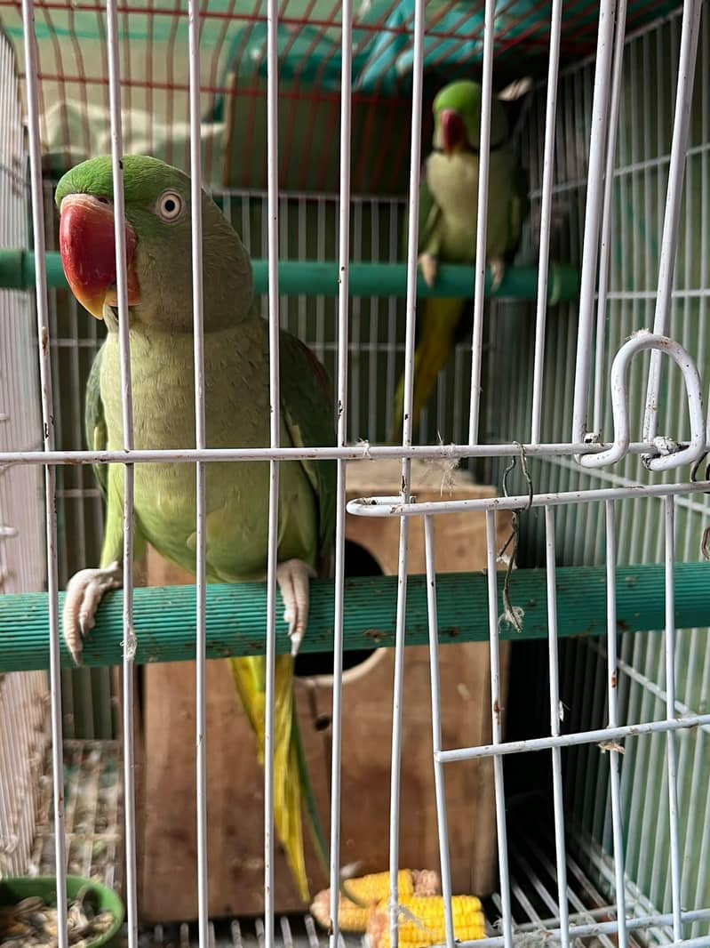 Pahari raw parrot han breeding pair h eggs b han 3 or bhot boltay ...