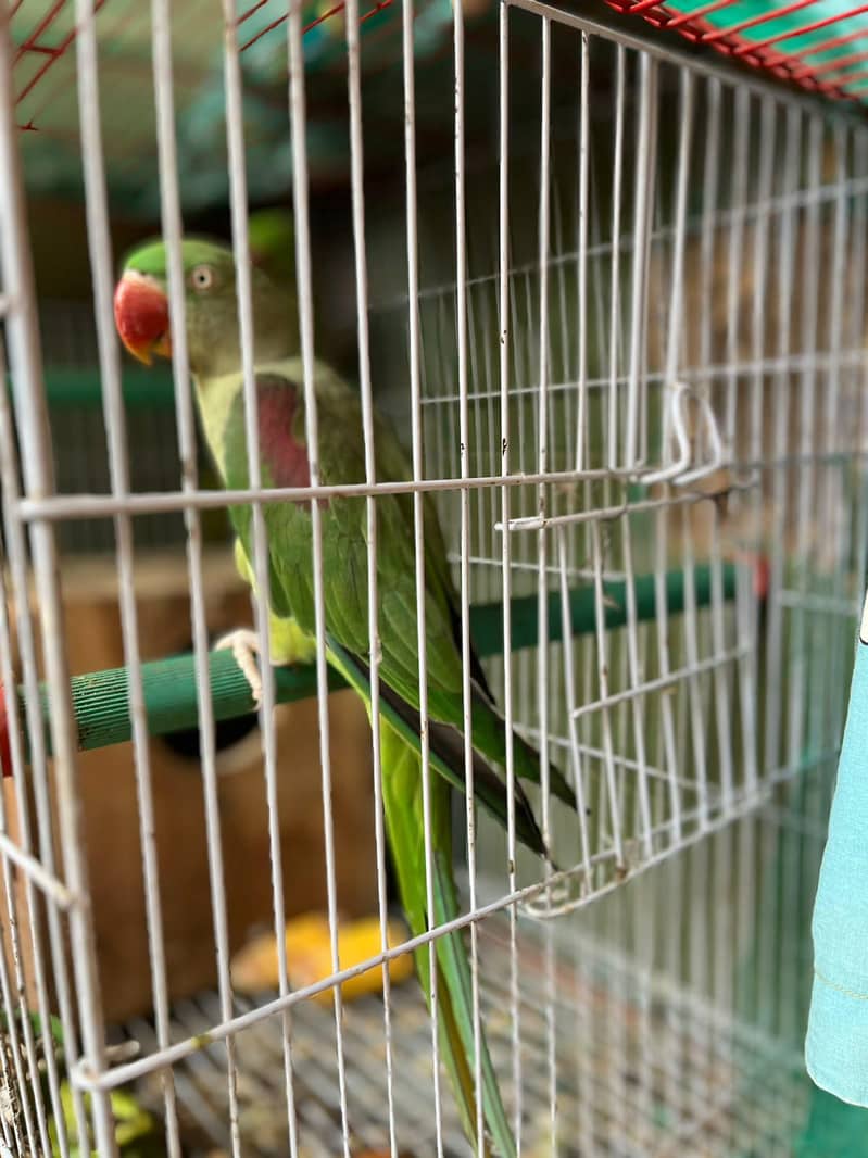 Pahari raw parrot han breeding pair h eggs b han 3 or bhot boltay ...