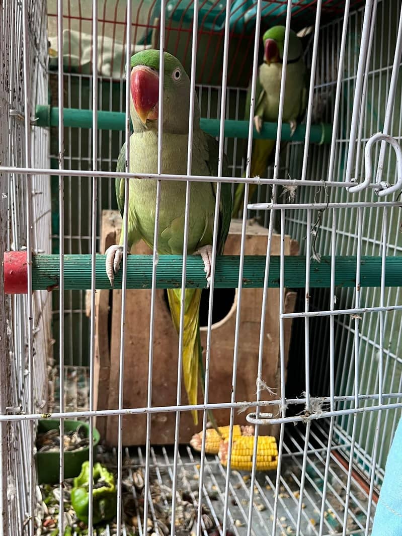 Pahari raw parrot han breeding pair h eggs b han 3 or bhot boltay ...