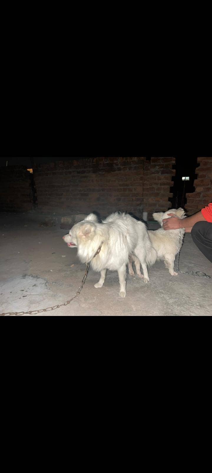 Russian puppies - Dogs - 1115742434