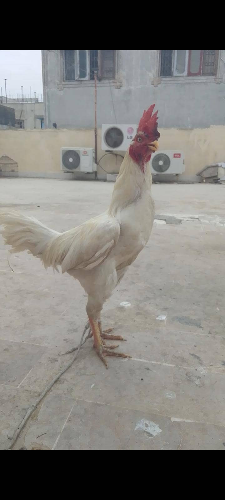 Heera bengum - Hens - 1115748402