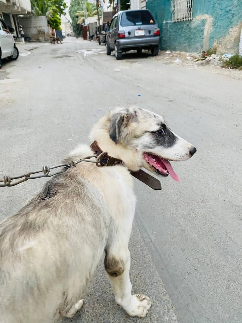 AFGHAN KUCHI DOG BABY - Dogs - 1115752940