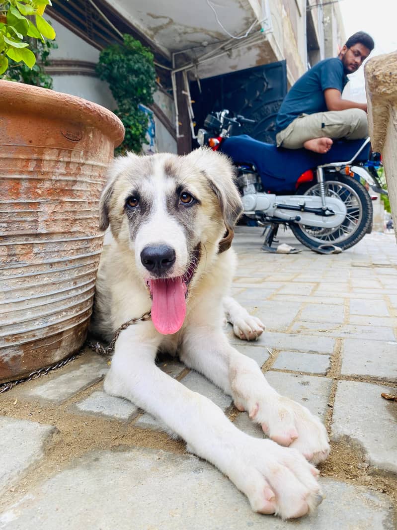 AFGHAN KUCHI DOG BABY - Dogs - 1115752940