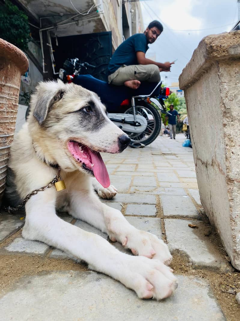 AFGHAN KUCHI DOG BABY - Dogs - 1115752940