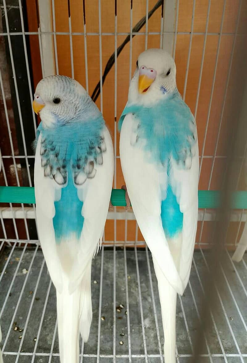 QUALITY BLUE PIED & SPANGLE MUTATION 3 SELF BUDGIES PIECES - Parrots ...