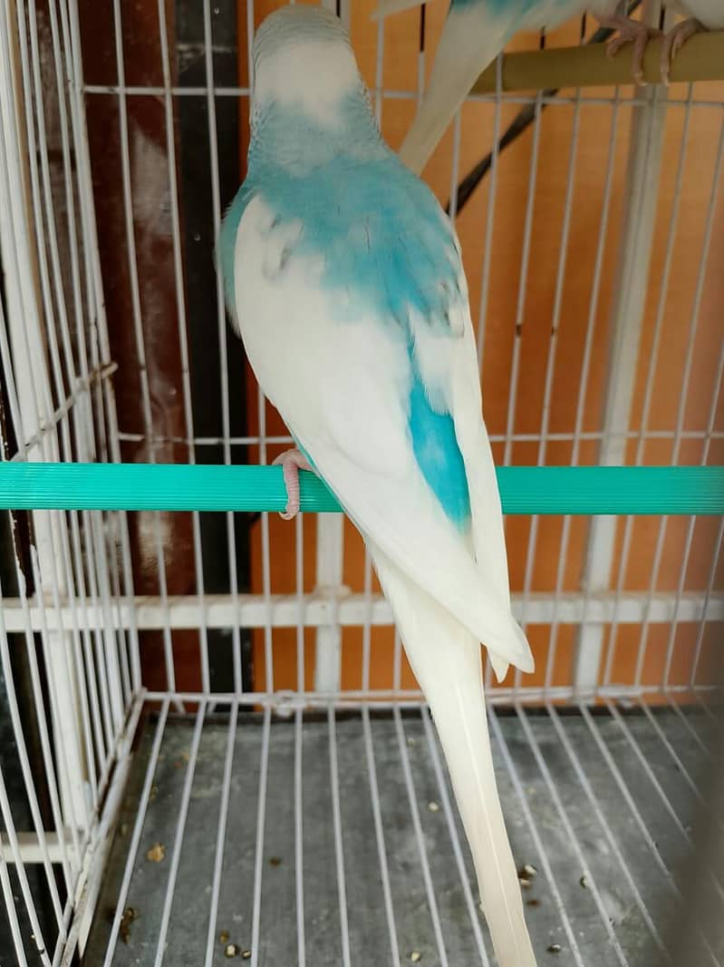 QUALITY BLUE PIED & SPANGLE MUTATION 3 SELF BUDGIES PIECES - Parrots ...
