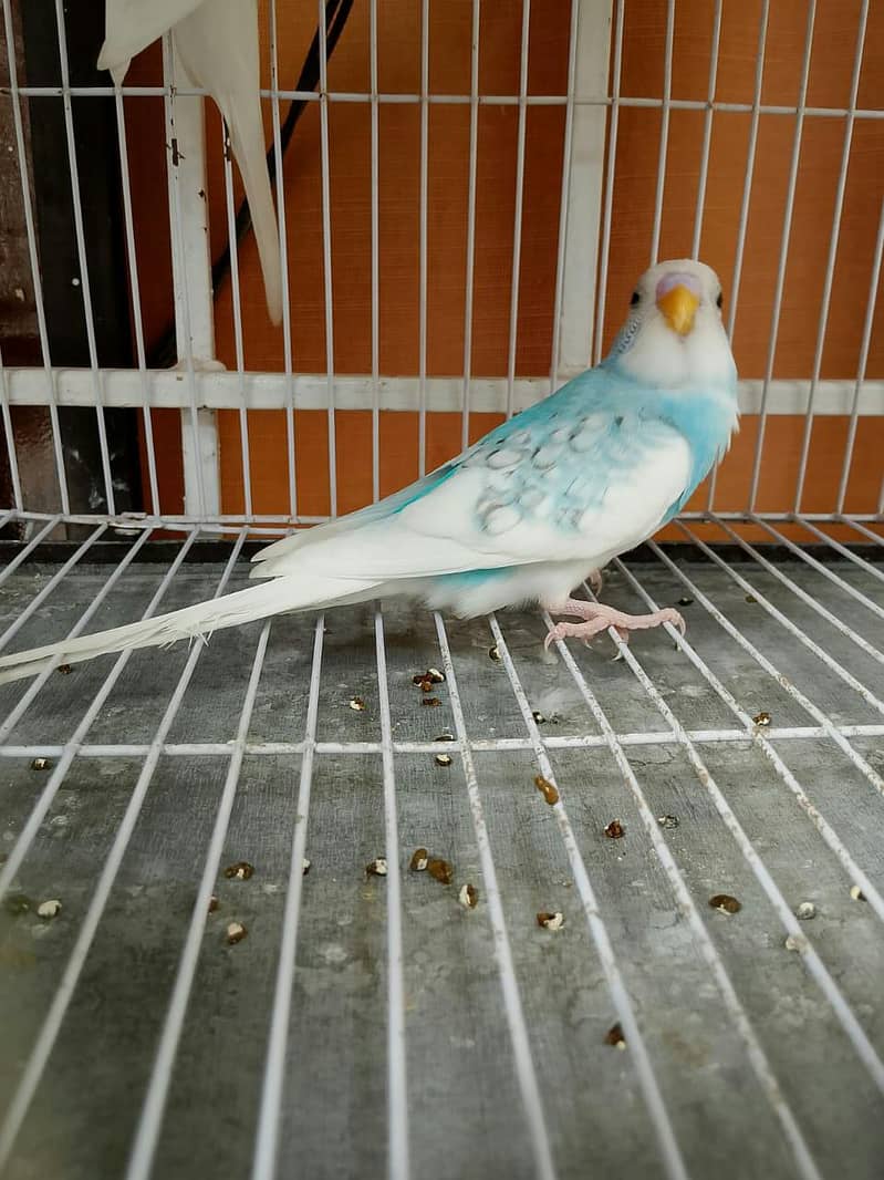 QUALITY BLUE PIED & SPANGLE MUTATION 3 SELF BUDGIES PIECES - Parrots ...