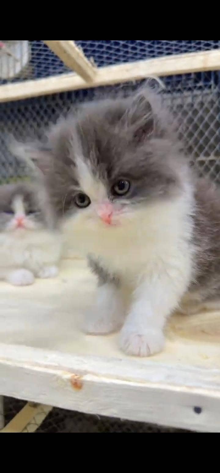 Quality Persian Punch face cat & kitten is03194866952Whatsapp - Cats ...