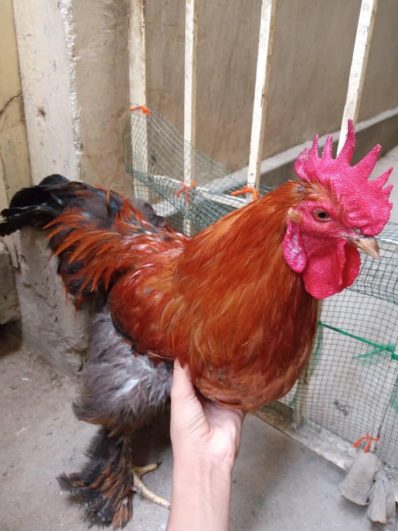 golden buff - Hens - 1115761738
