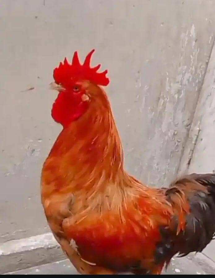 golden buff - Hens - 1115761738