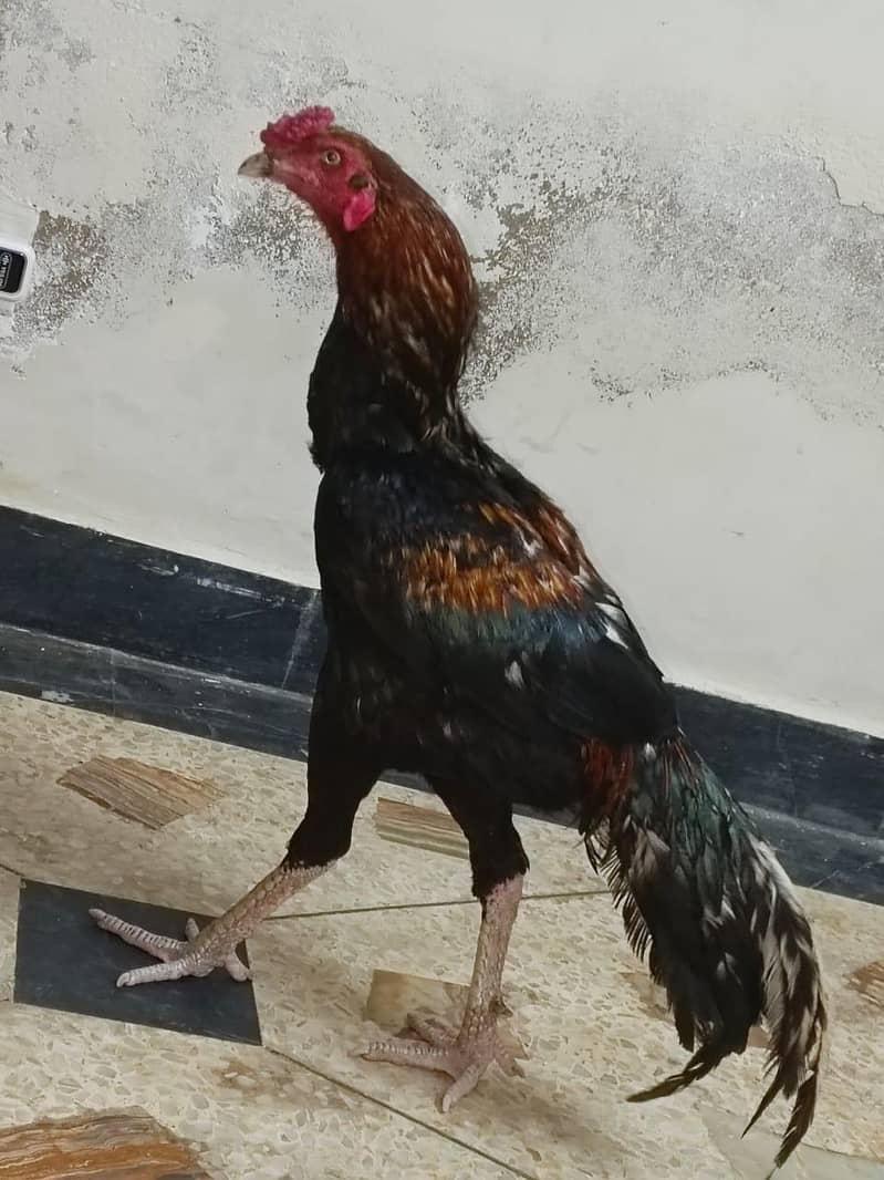 aseel morga for sale - Hens - 1115763934