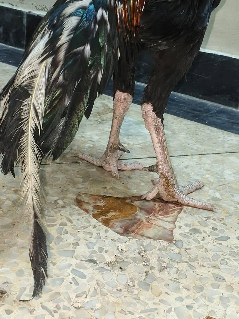 aseel morga for sale - Hens - 1115763934