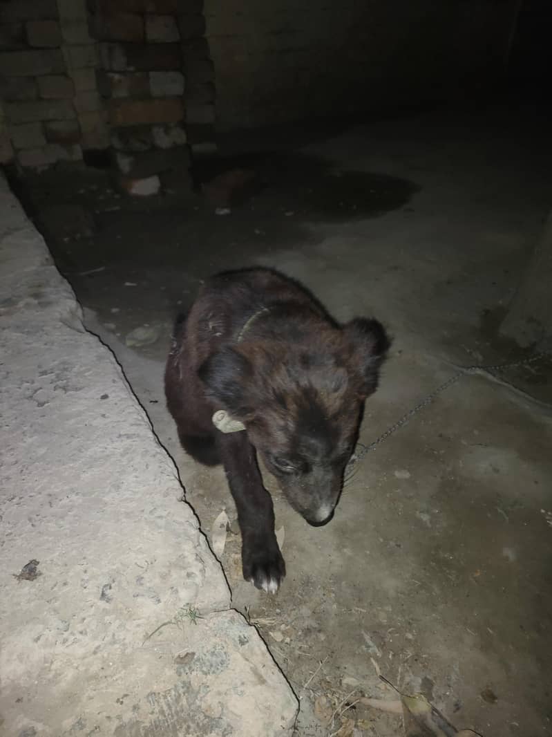 Pista Dog for Sale in Bahawalpur Double Coat Shiny Brown Color - Dogs ...