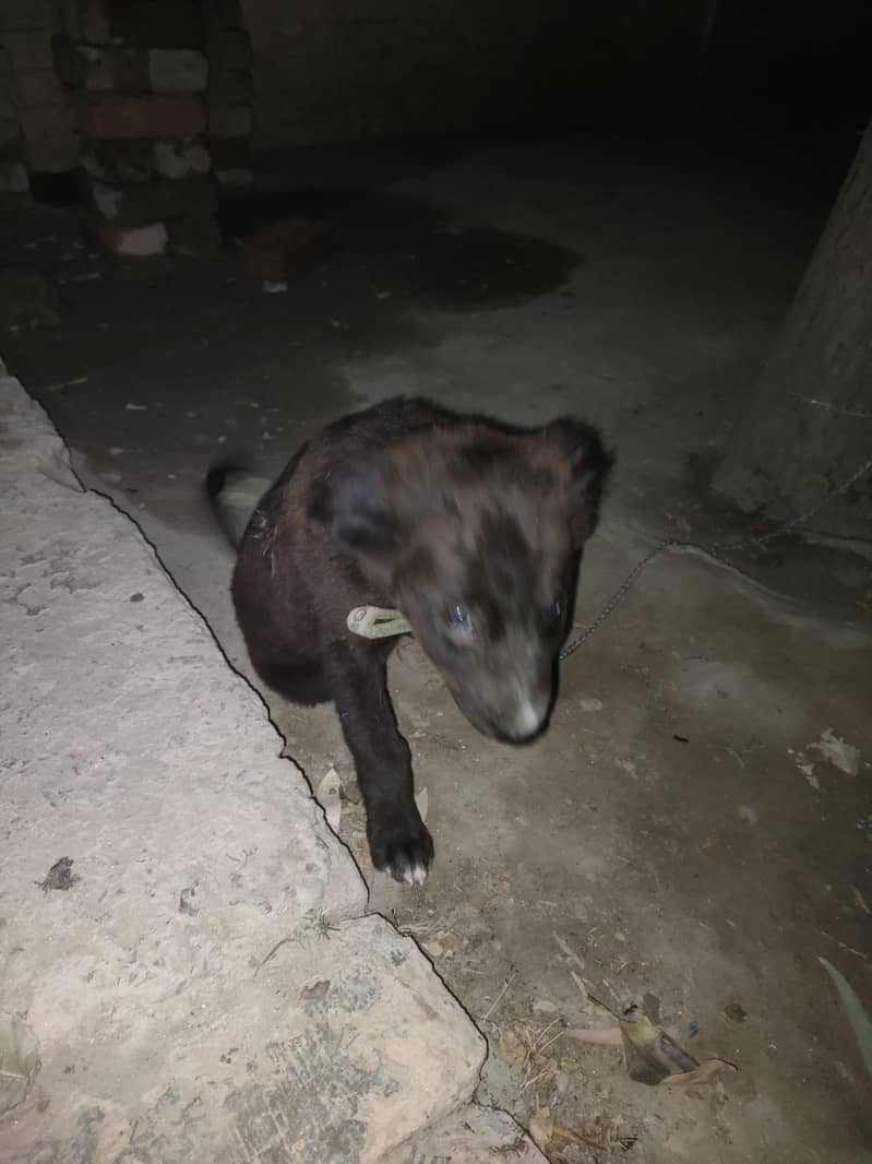 Pista Dog for Sale in Bahawalpur Double Coat Shiny Brown Color - Dogs ...