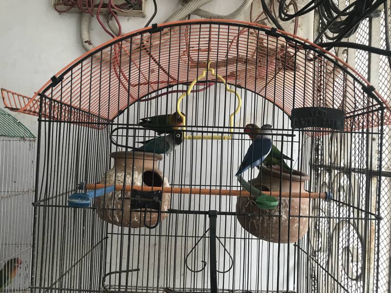 AUSTRALIAN ,ELOPINO RED EYE LOVEBIRD,FISCHERS,BLUEMASK,BLACKMASK ...