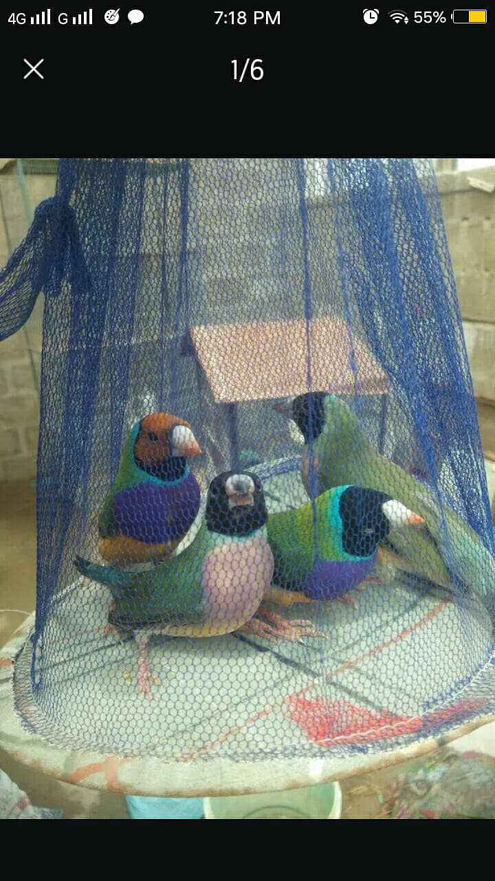 Lady Gouldian finches / Java Finch - Finches - 1115769118