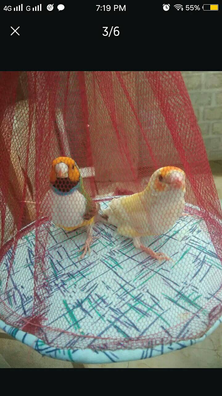 Lady Gouldian finches / Java Finch - Finches - 1115769118
