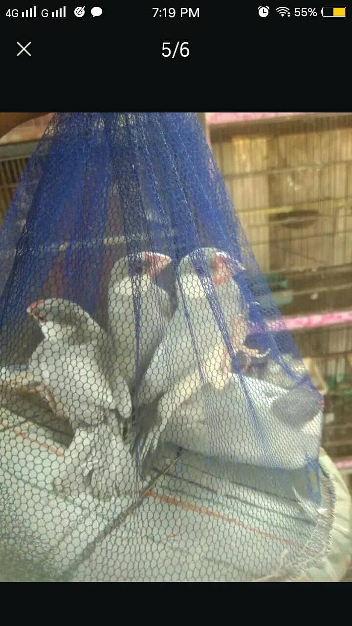 Lady Gouldian finches / Java Finch - Finches - 1115769118
