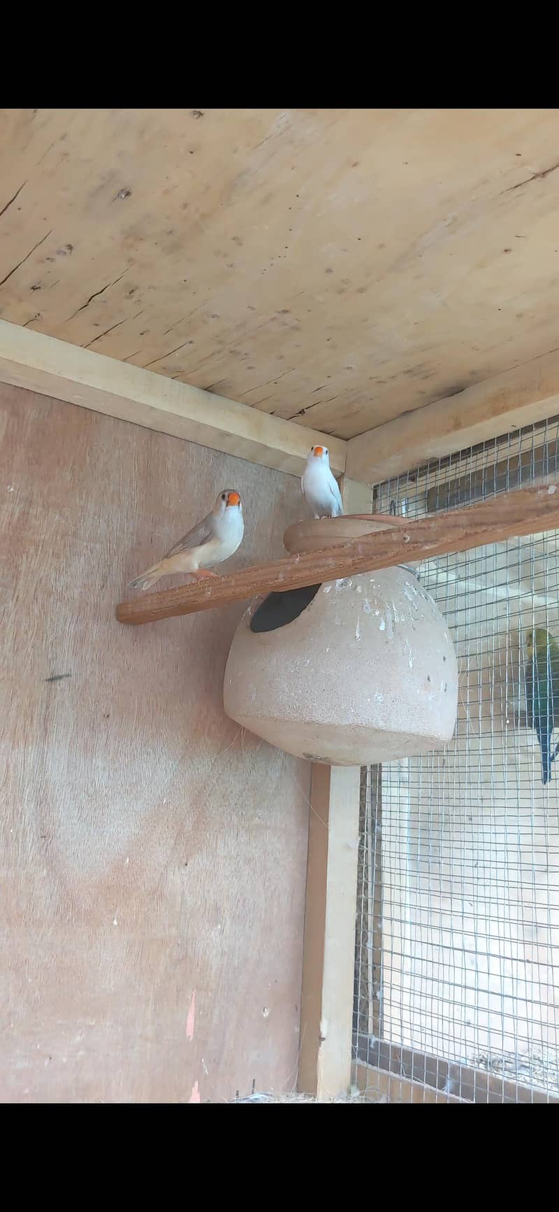 mutation finch - Other Birds - 1115771125