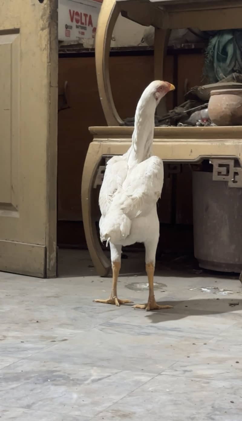 King shamu female - Hens - 1115772859