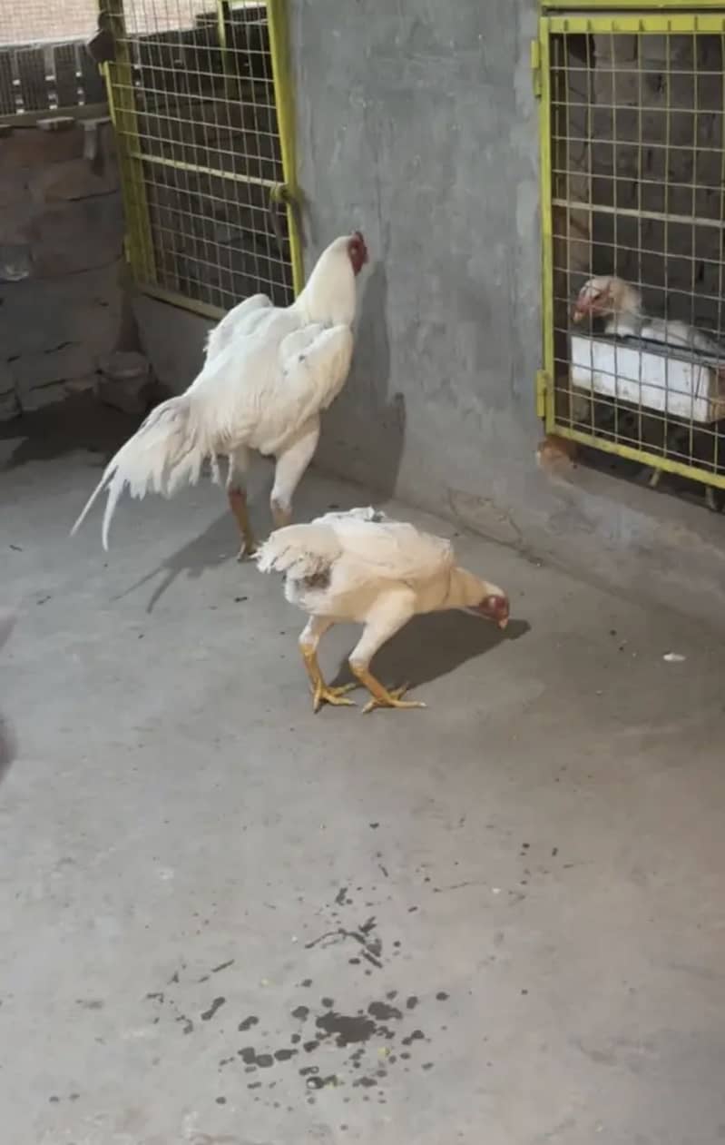King shamu female - Hens - 1115772859
