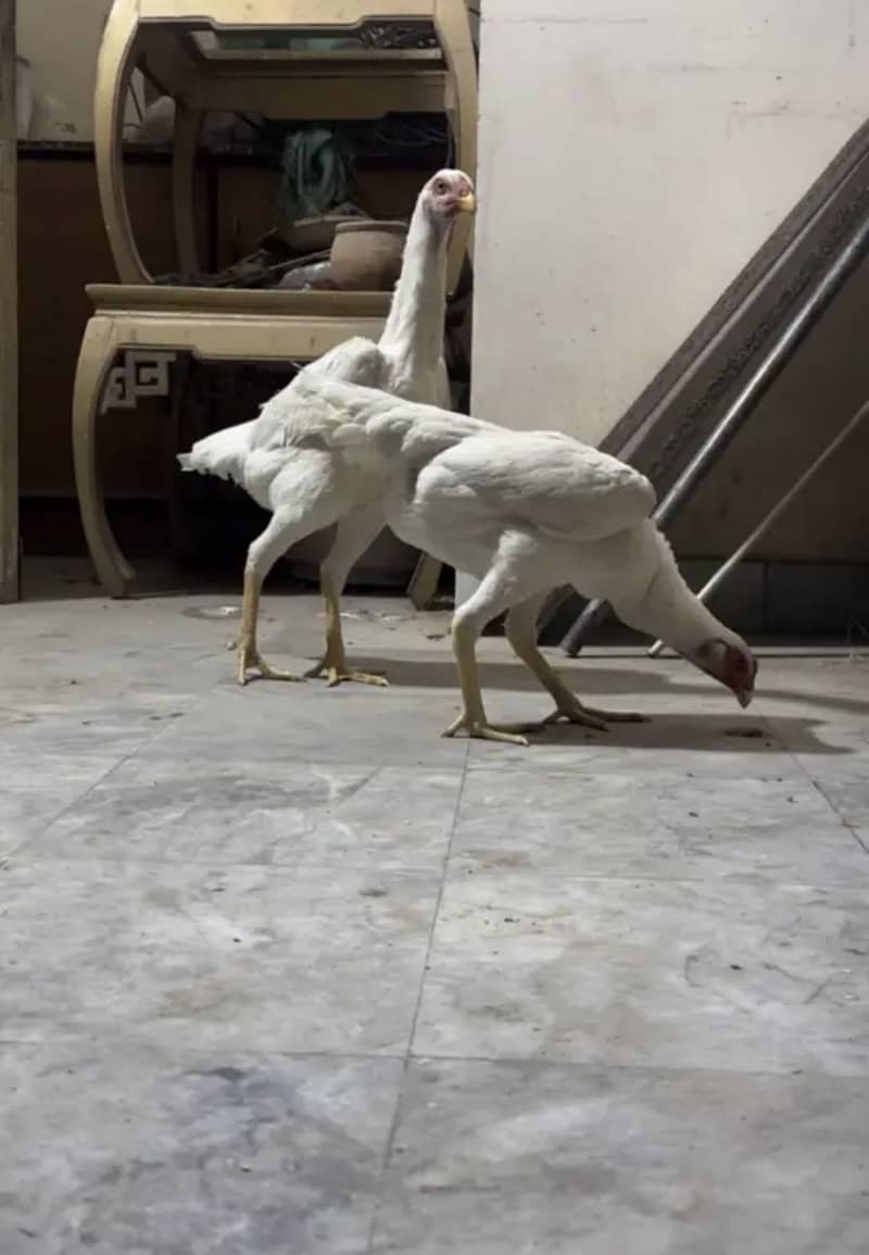 King shamu female - Hens - 1115772859