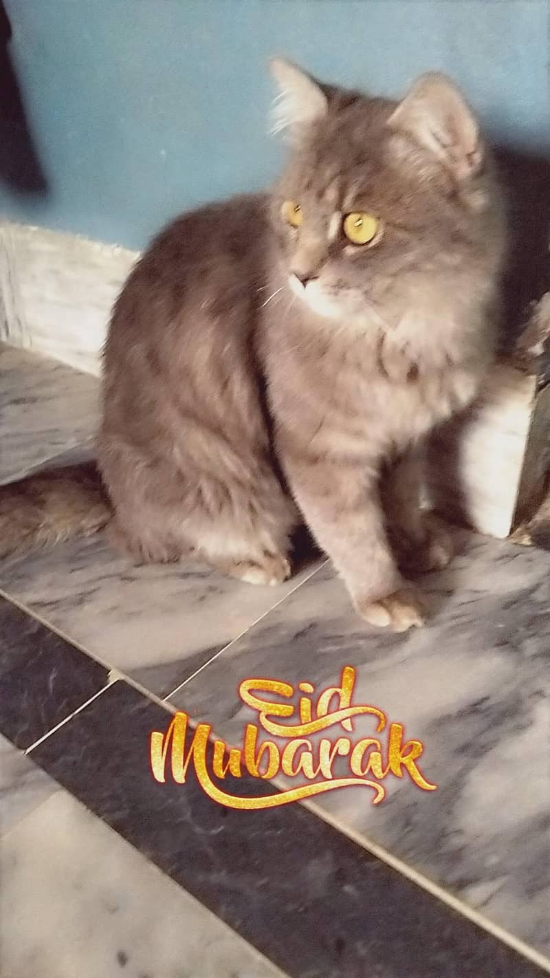 Missing male cat in faizabad GM abad Faisalabad - Cats - 1115773644