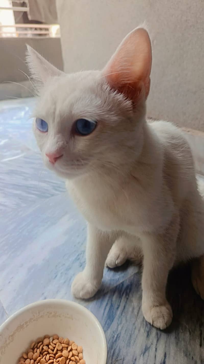 Persian kitten | double coated | High Quality | Blue Eyes | Male cat ...
