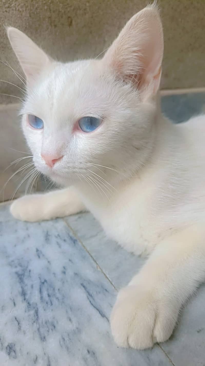 Persian kitten | double coated | High Quality | Blue Eyes | Male cat ...