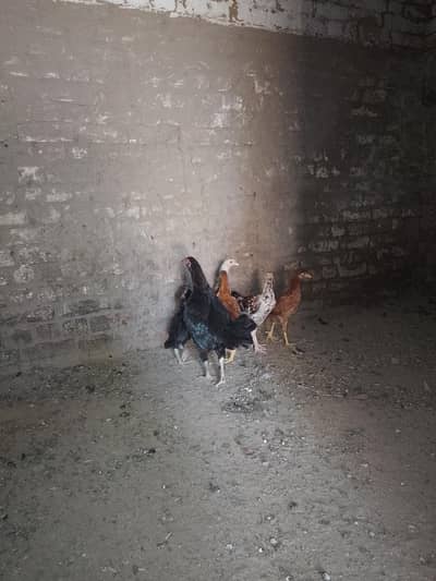 Aseel - Animals for sale in Gujranwala | OLX Pakistan