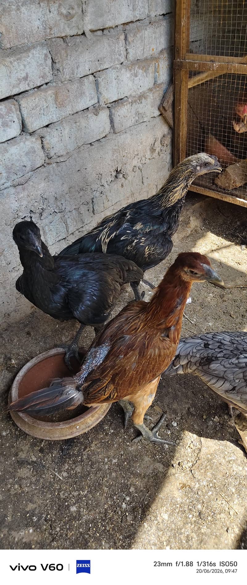Thi Drogan black skin trio set for sale - Hens - 1115784072