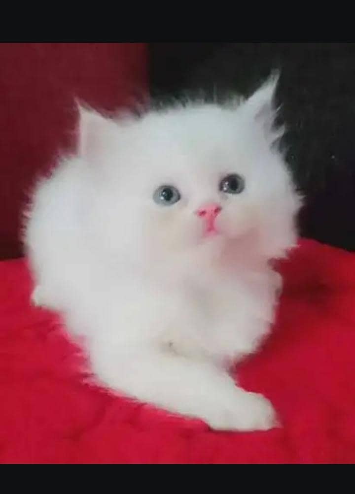 (Persian female kitten) (for sale all) (Pakistan delivery available ...