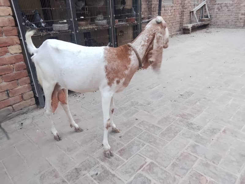 Female goat for sale 1kg plus milk per day - Goats - 1115786535