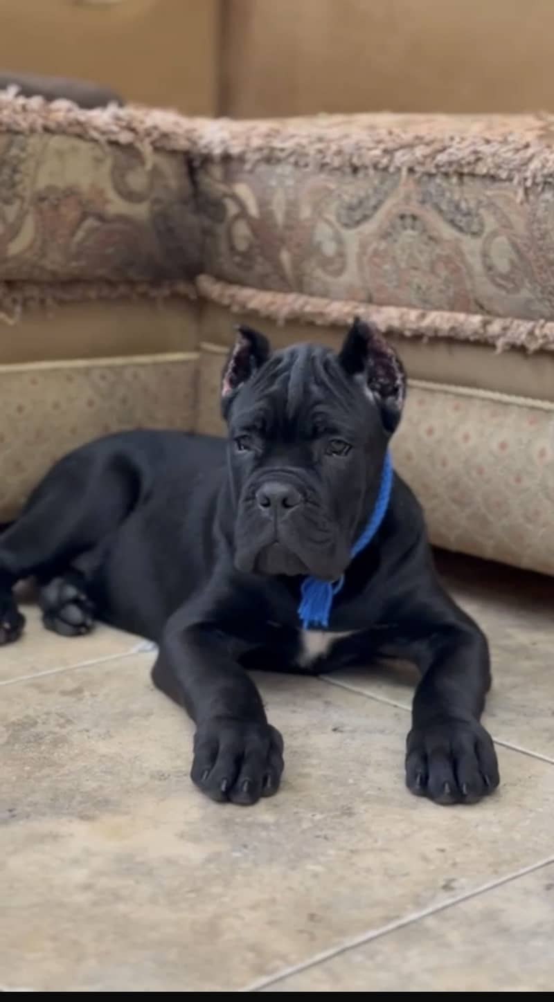 Cane carso - Dogs - 1115779108