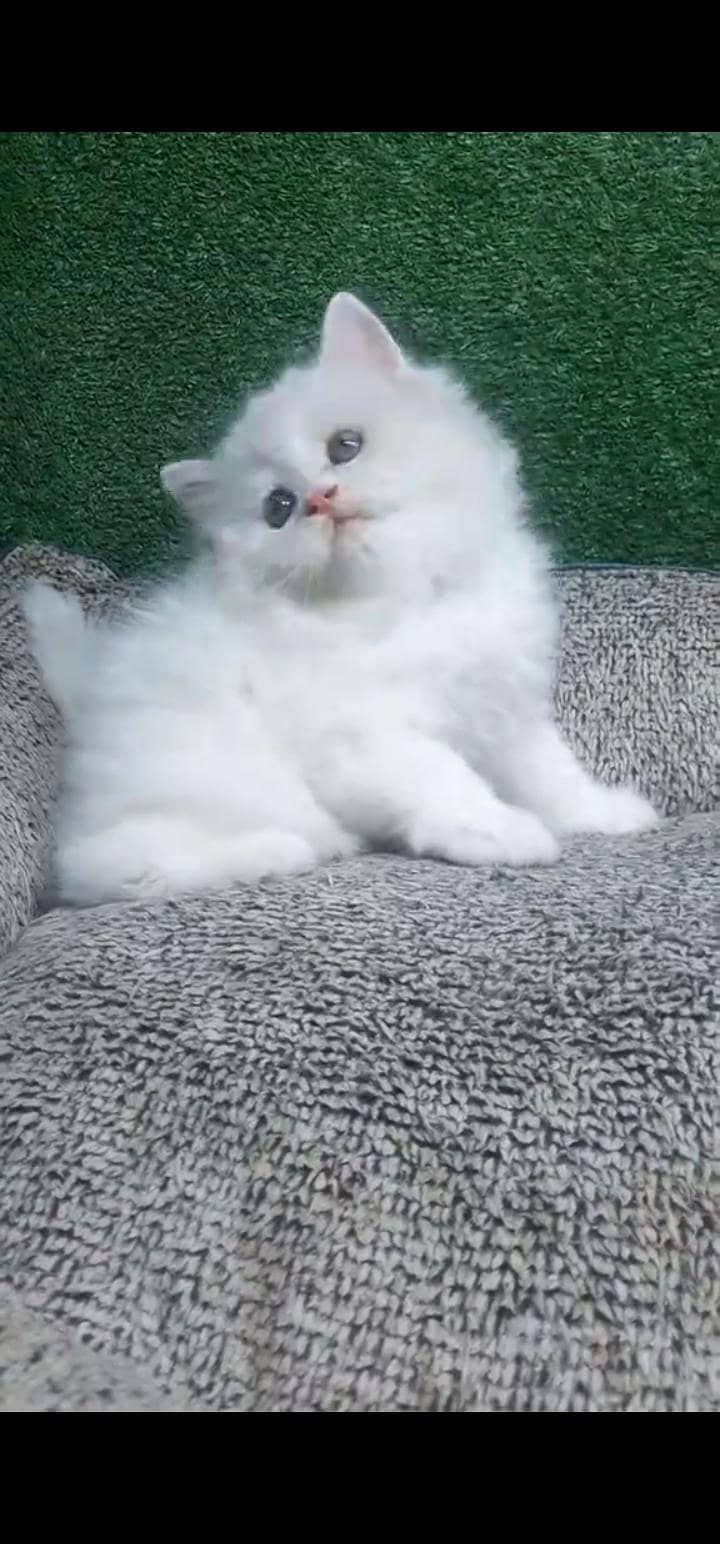 Quality Persian Punch face cat & kitten is03194866952Whatsapp - Cats ...