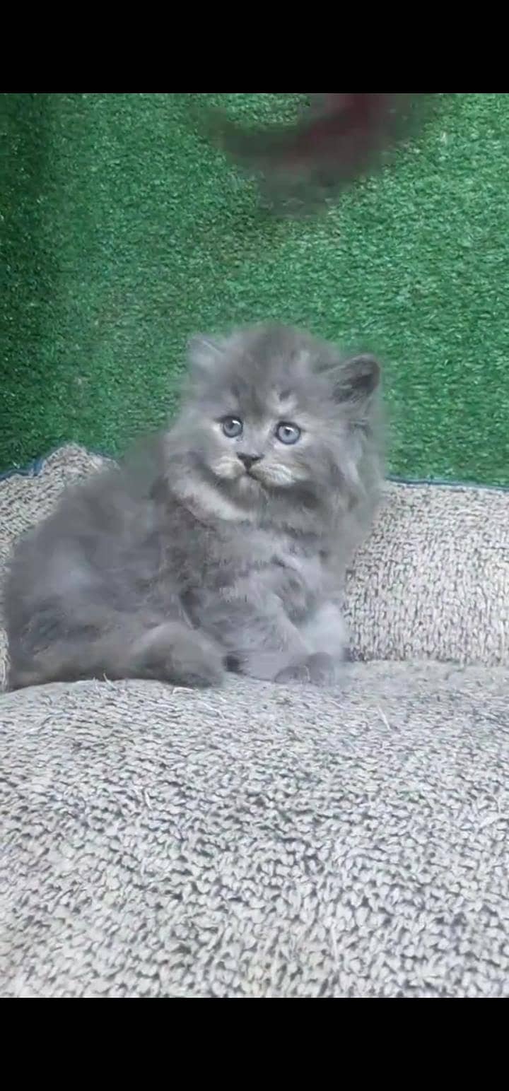 Quality Persian Punch face cat & kitten is03194866952Whatsapp - Cats ...