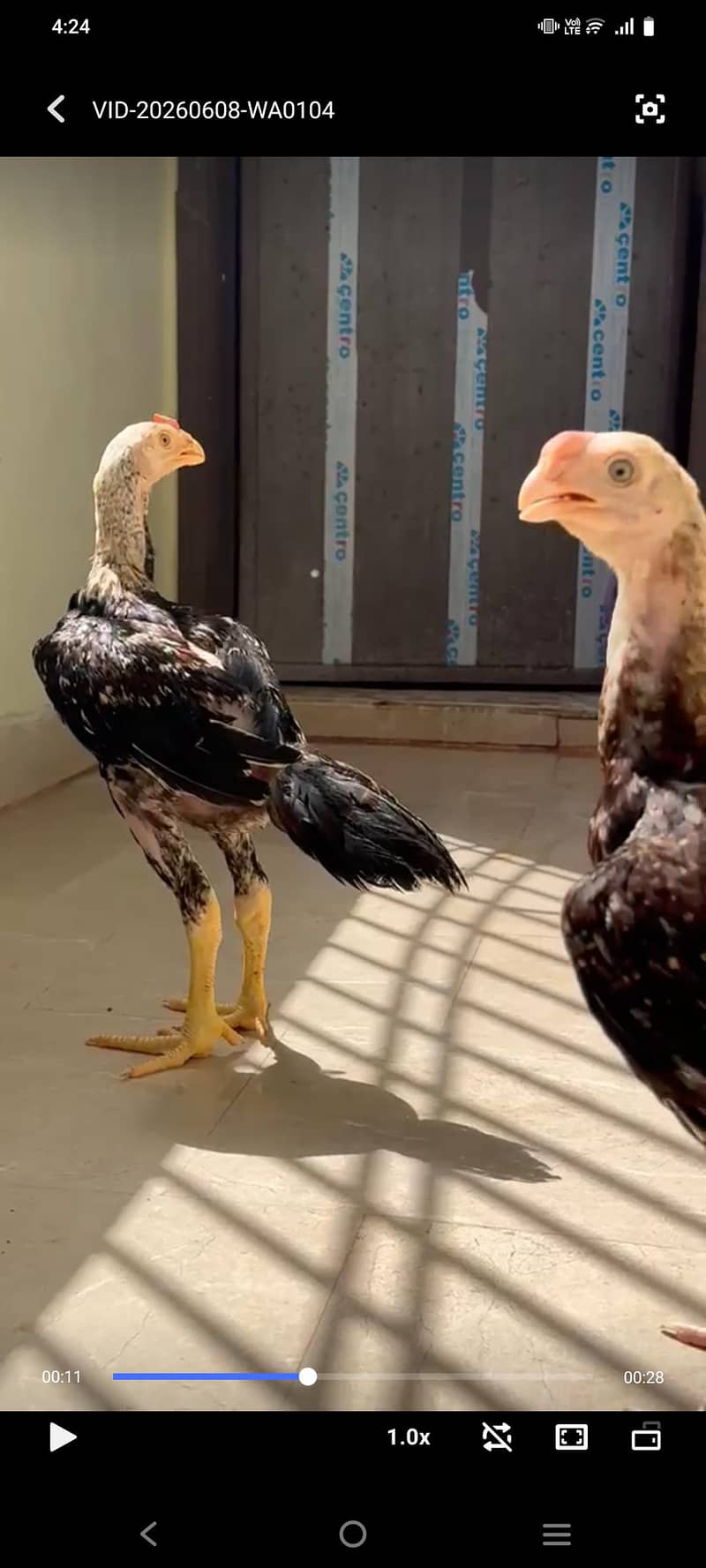 Indian long tail parrot beak aseel - Hens - 1115796170