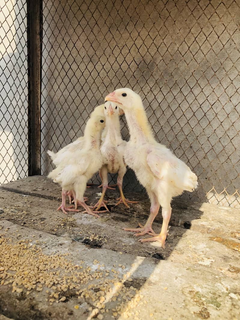 Shamo chicks / white shamo / king shamo / swing neck - Hens - 1115797564